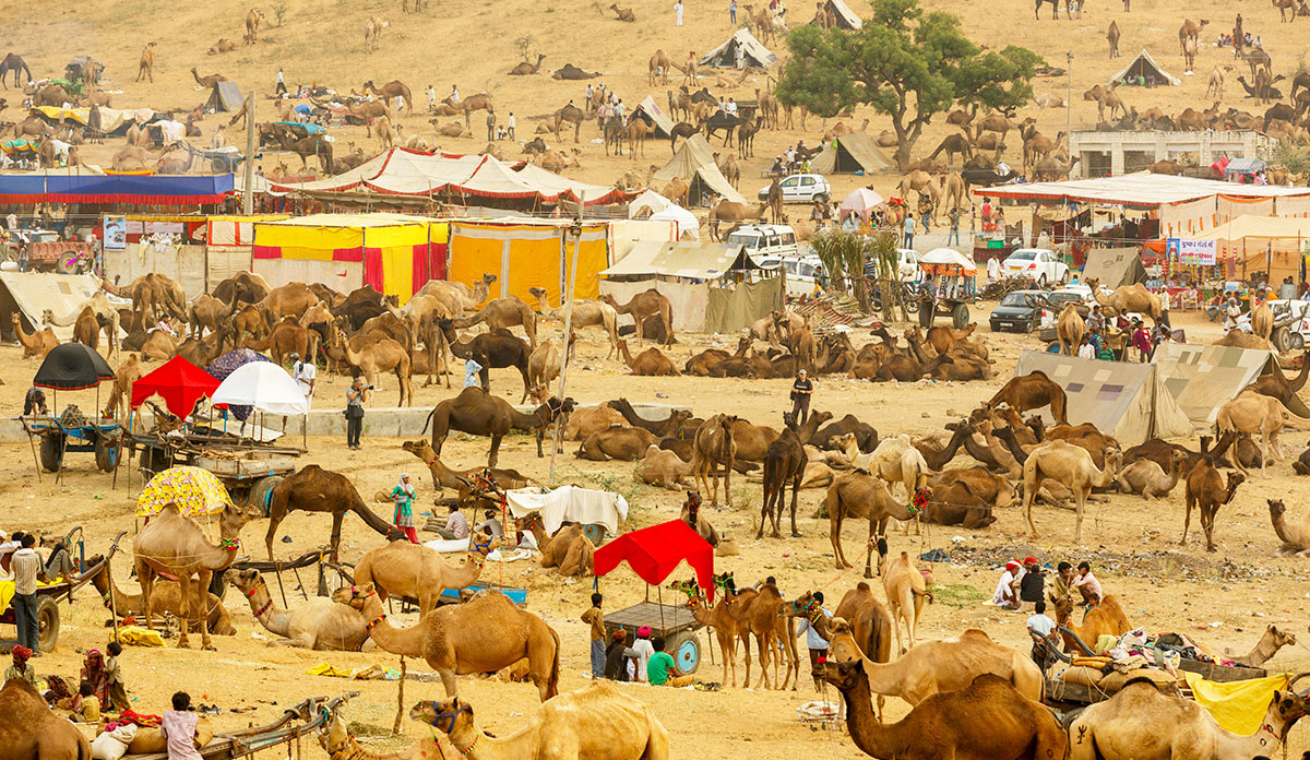Flights to Pushkar Camel Fair, India | FareCompare